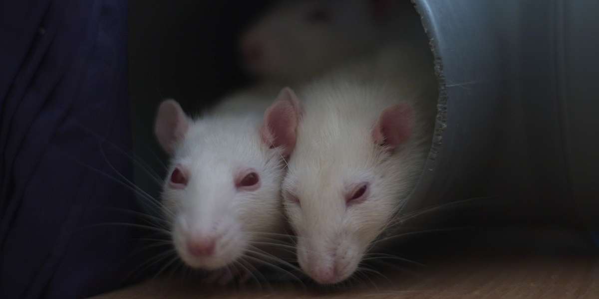 Invasive 'Rat Research' Should Be Abolished Once And For All - The Dodo