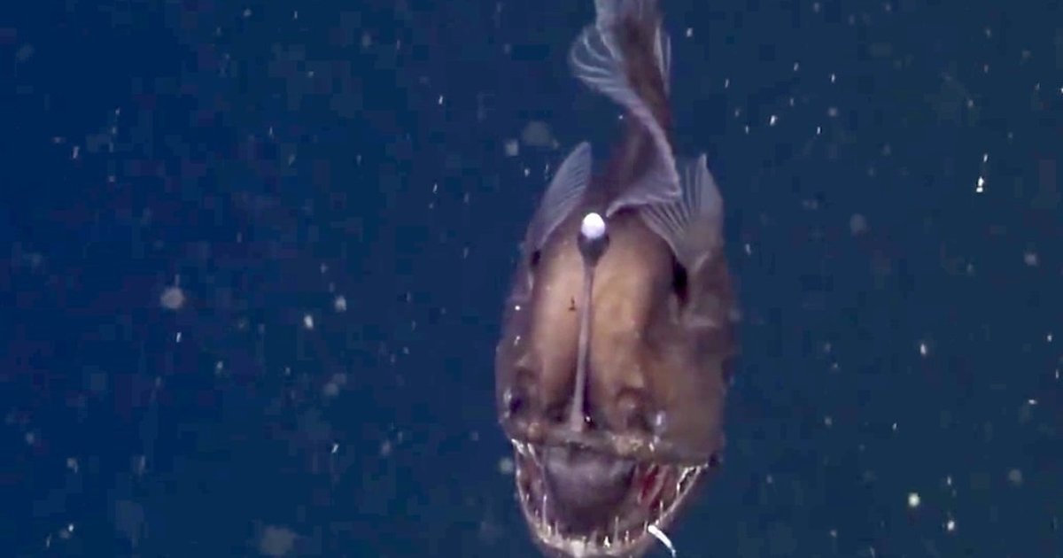 Alien-Like Species Spotted 2,000 Feet Underwater For The First Time ...