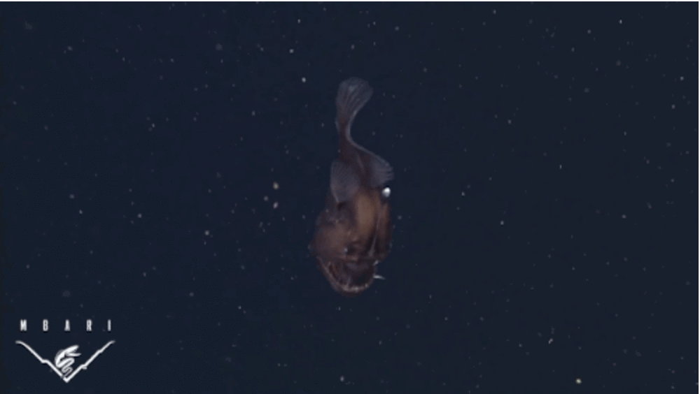 Alien-Like Species Spotted 2,000 Feet Underwater For The First Time ...