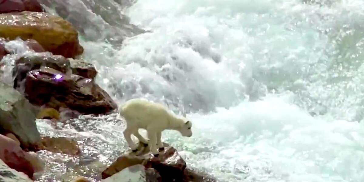 Baby Goat Casually Decides To Cross A Raging River - The Dodo