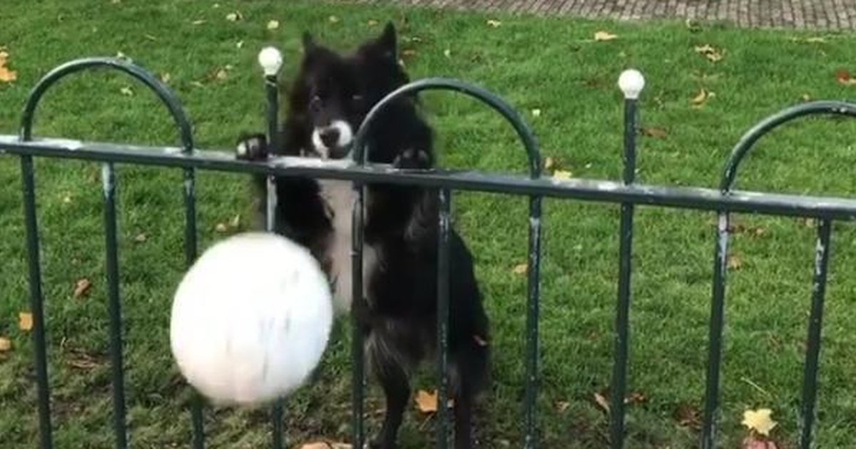Dog Tricks Everyone Into Playing Fetch With Her Over The Fence - The Dodo