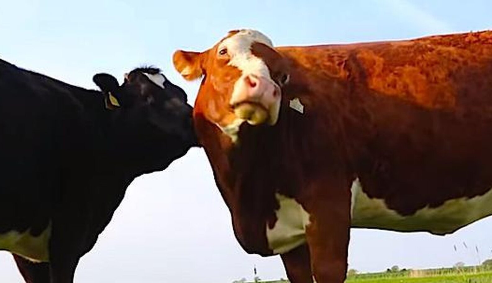 Slightly Overbearing Cow Just Really LOVES Love - The Dodo