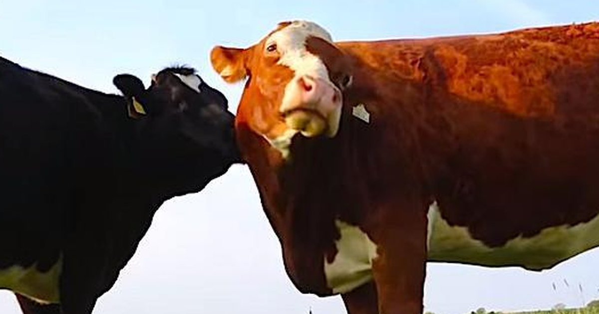 Slightly Overbearing Cow Just Really LOVES Love - The Dodo