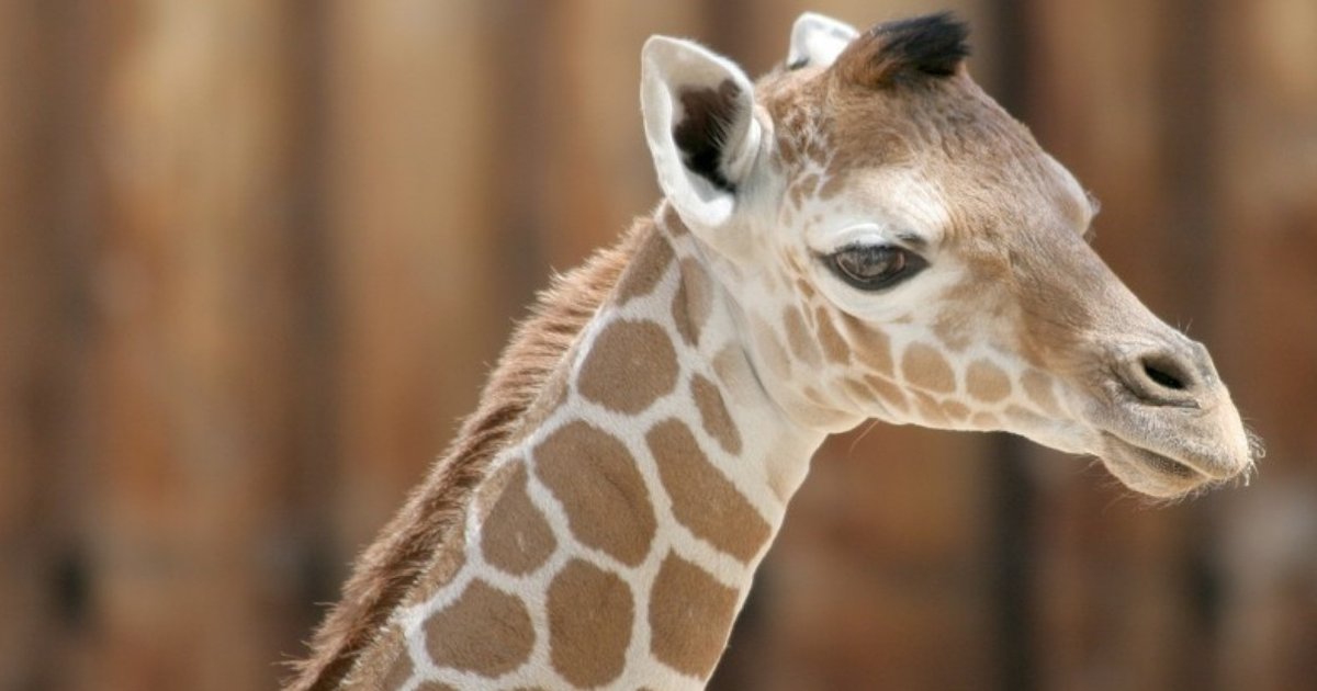 Giraffe's Needless Death Exposes Zoos' "Elaborate Fraud" - The Dodo