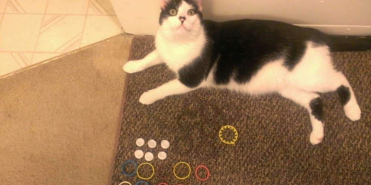 13 Thieving Cats Caught With Stashes Of Stolen Stuff - The Dodo