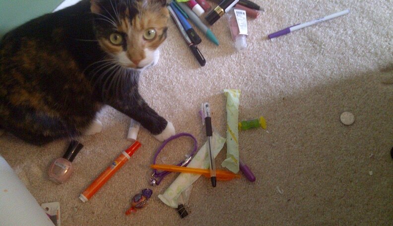 13 Thieving Cats Caught With Stashes Of Stolen Stuff - The Dodo