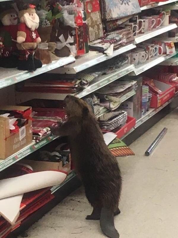 Beaver Spotted Browsing The Aisles Of Dollar Store - The Dodo