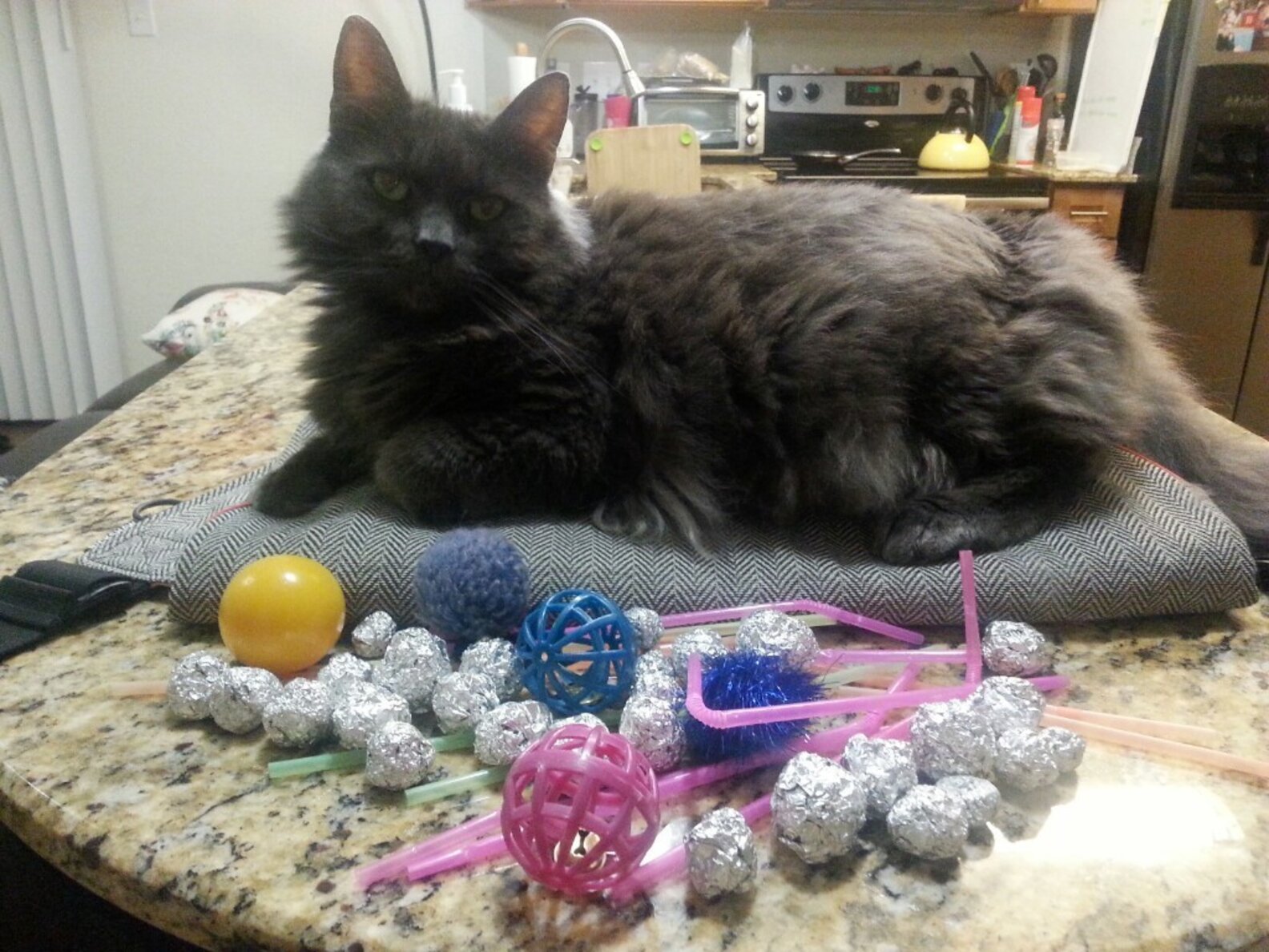 13 Thieving Cats Caught With Stashes Of Stolen Stuff - The Dodo