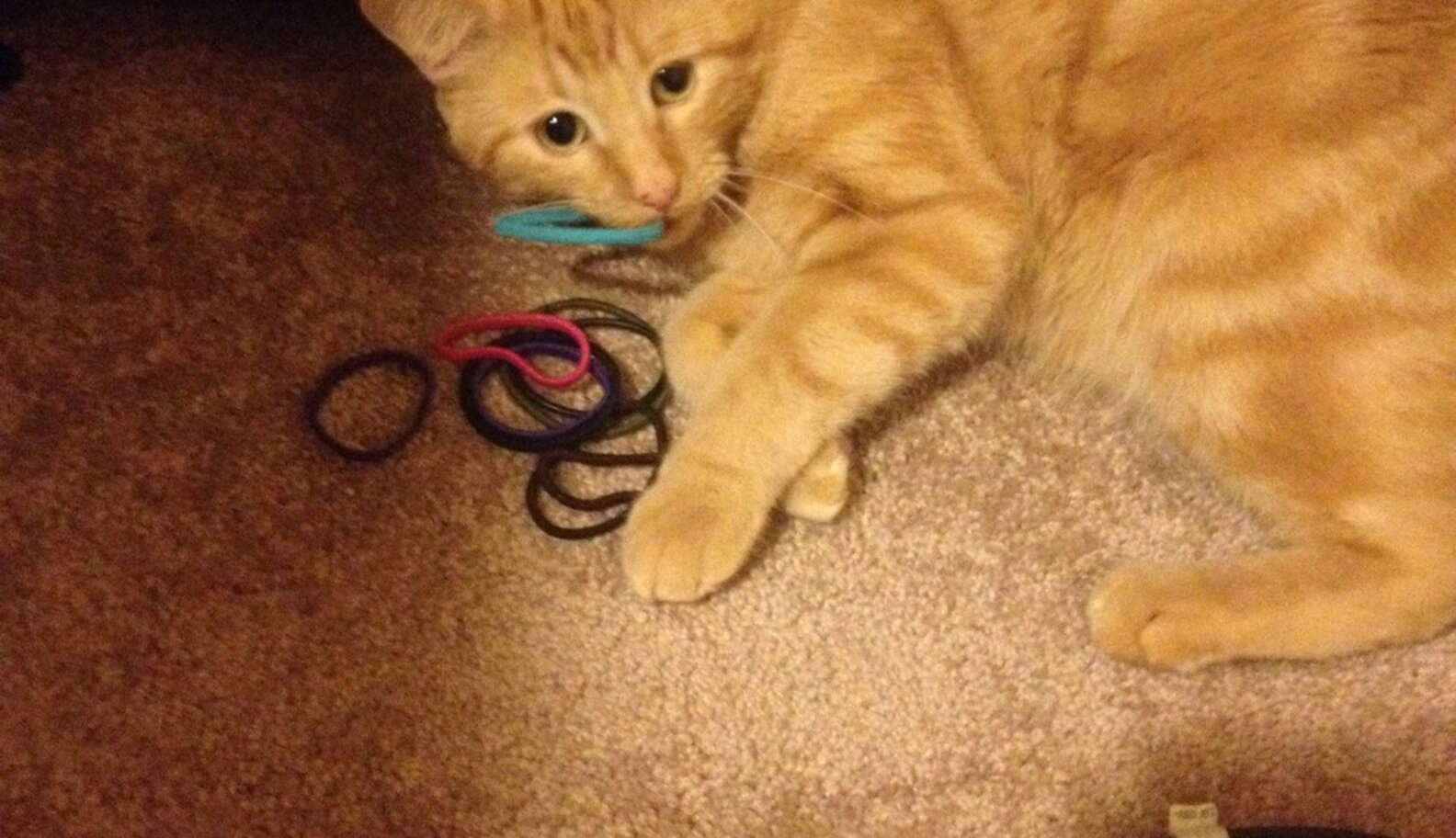 13 Thieving Cats Caught With Stashes Of Stolen Stuff - The Dodo