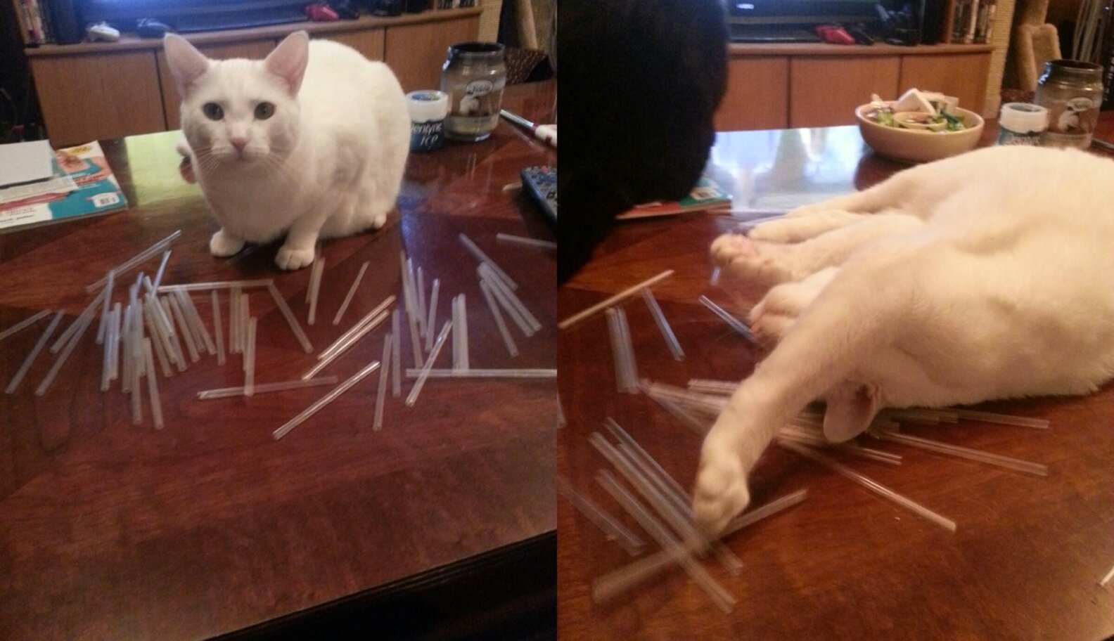 13 Thieving Cats Caught With Stashes Of Stolen Stuff - The Dodo