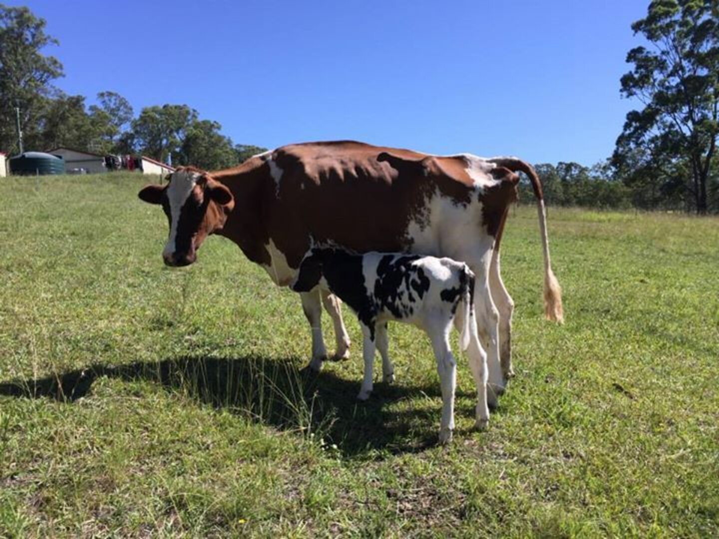 Lonely Cow Adopts Calf No One Wanted And Creates A New Family - The Dodo