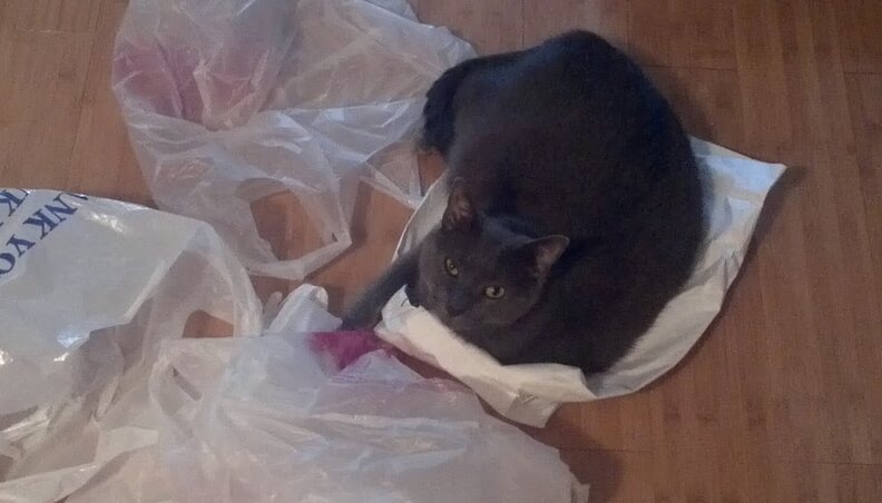 13 Thieving Cats Caught With Stashes Of Stolen Stuff - The Dodo