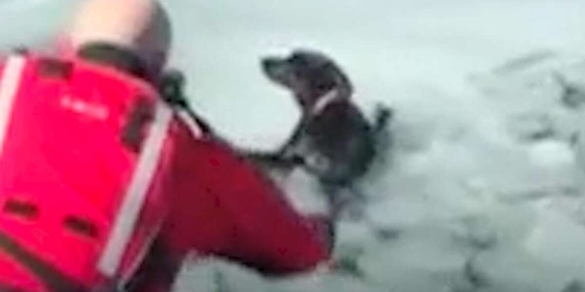 They Pulled Him From The Ice Just In Time - The Dodo