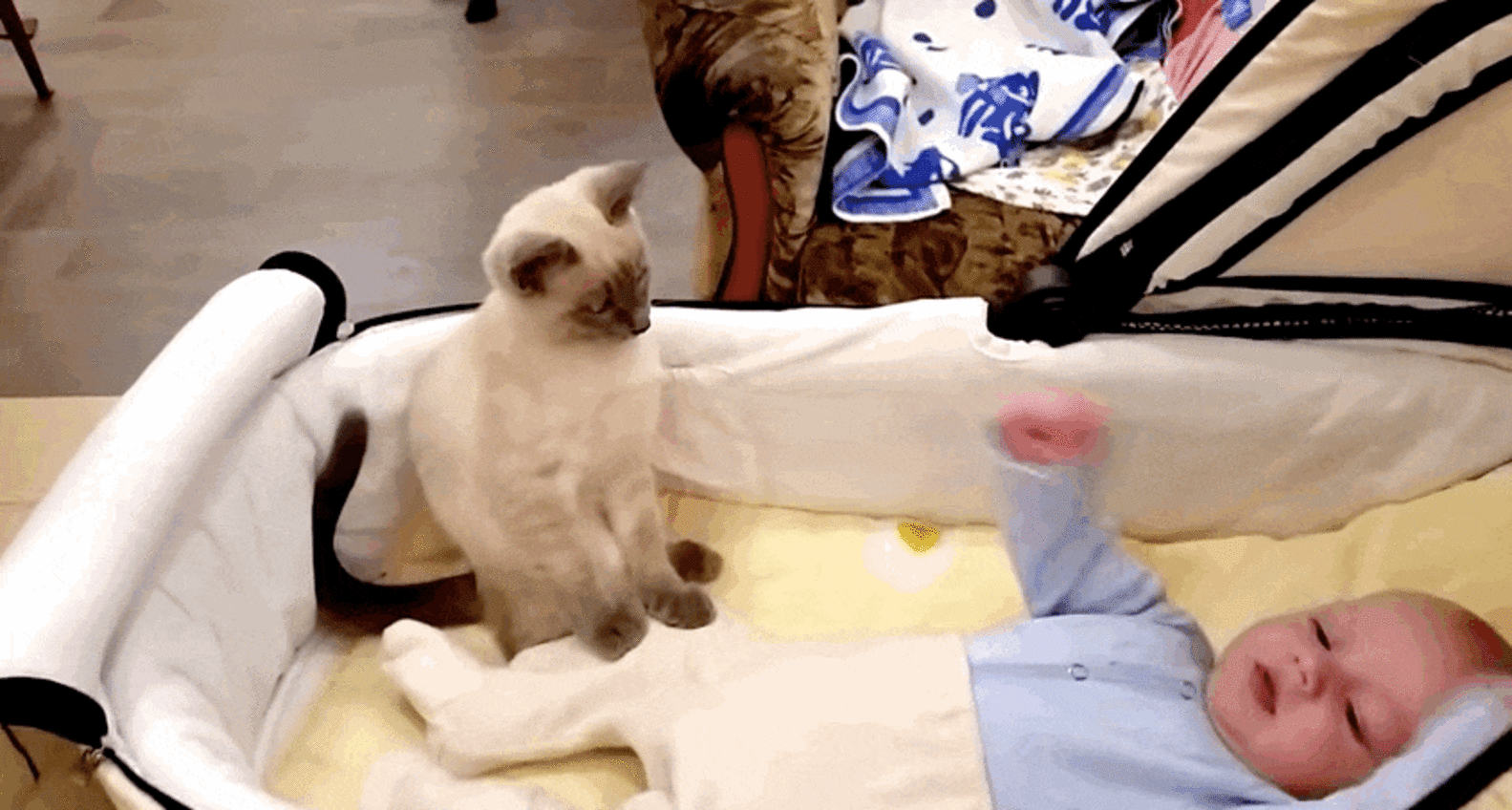 Watch This Kitten Nanny Try To Calm A Fussy Human Baby - The Dodo