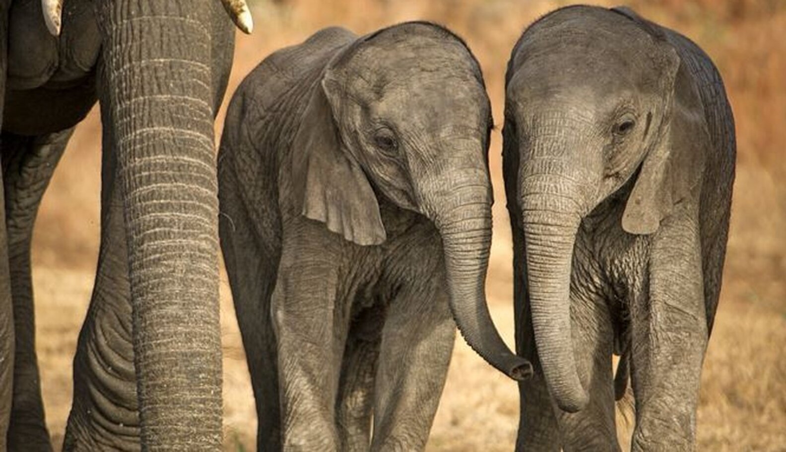 Mother Elephant's Surprise Shocks Wildlife Photographer - The Dodo