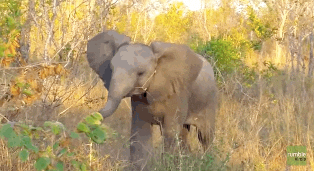 Precious Baby Elephant Tries So Hard To Be Brave, Comes Running Back To ...