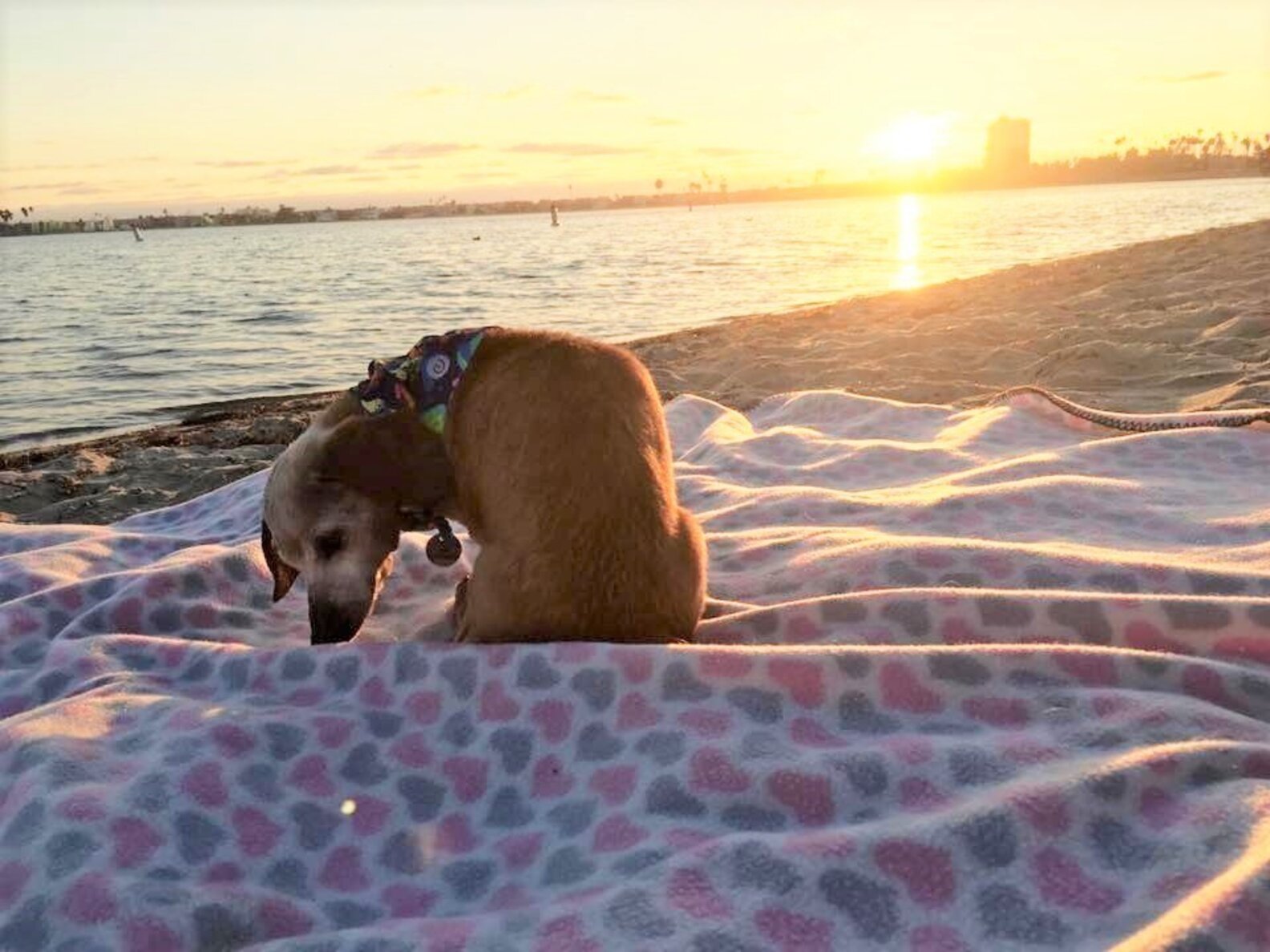 Nobody Would Go Near ‘Lumpy’ Dog — Until This Woman Came Along - The Dodo