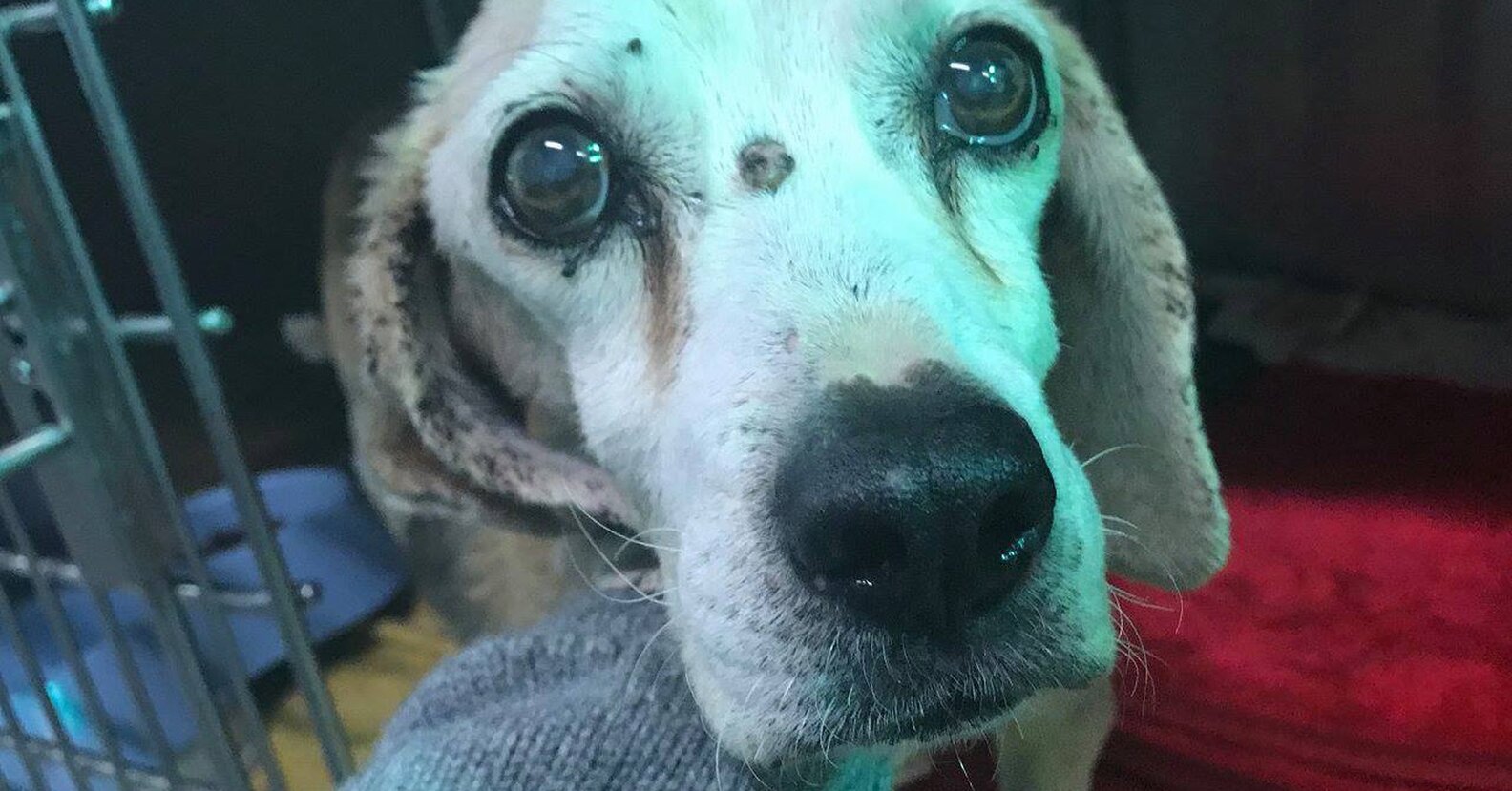 Nobody Would Go Near ‘Lumpy’ Dog — Until This Woman Came Along - The Dodo