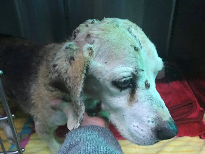 Nobody Would Go Near ‘Lumpy’ Dog — Until This Woman Came Along - The Dodo