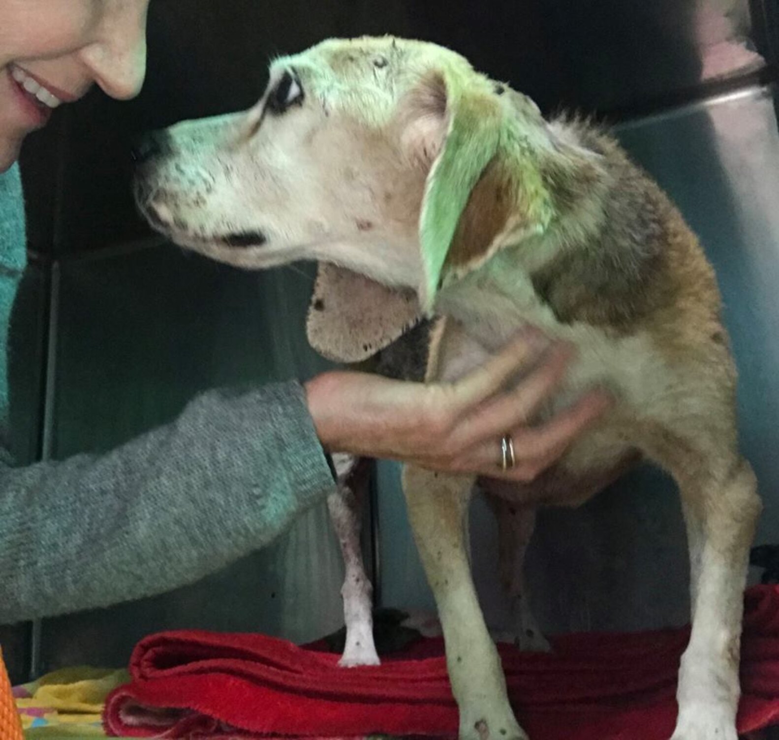 Nobody Would Go Near ‘Lumpy’ Dog — Until This Woman Came Along - The Dodo