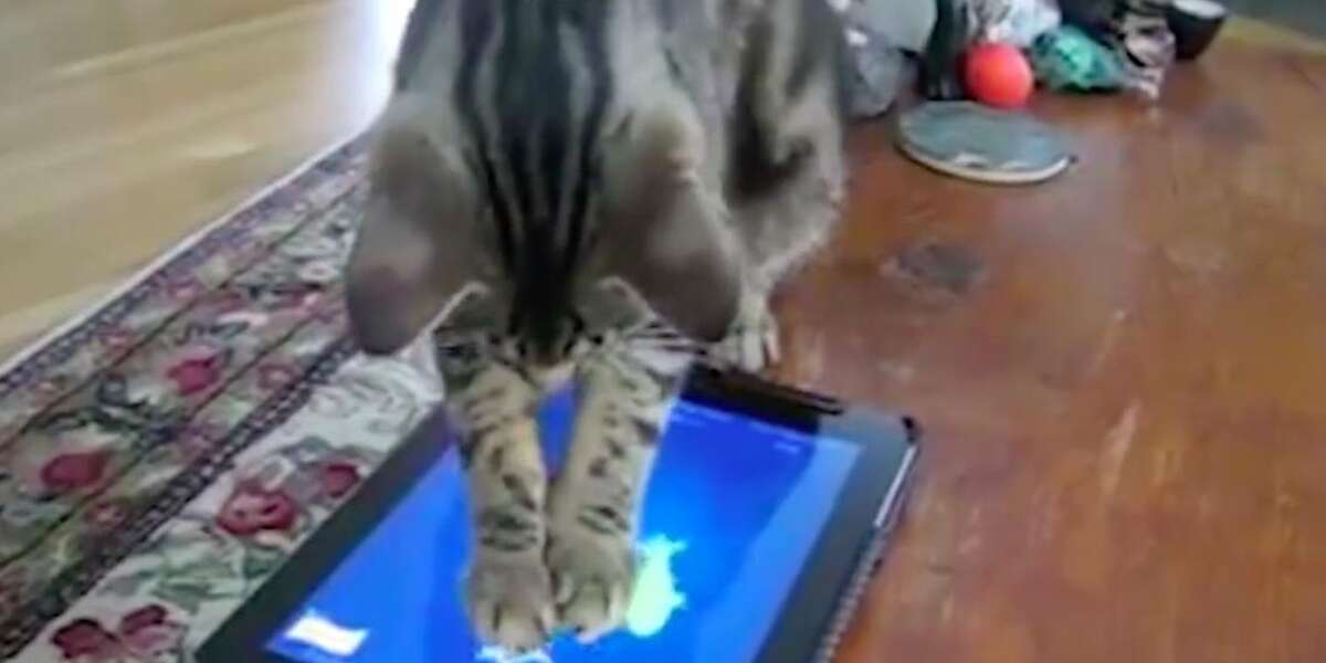 Cats Who Are Going to Beat Your High Score - The Dodo