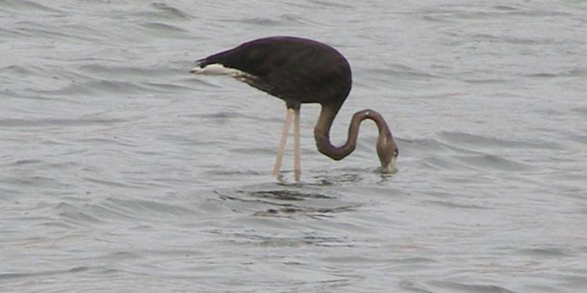 Black Is The New Pink For This Rare Flamingo - The Dodo