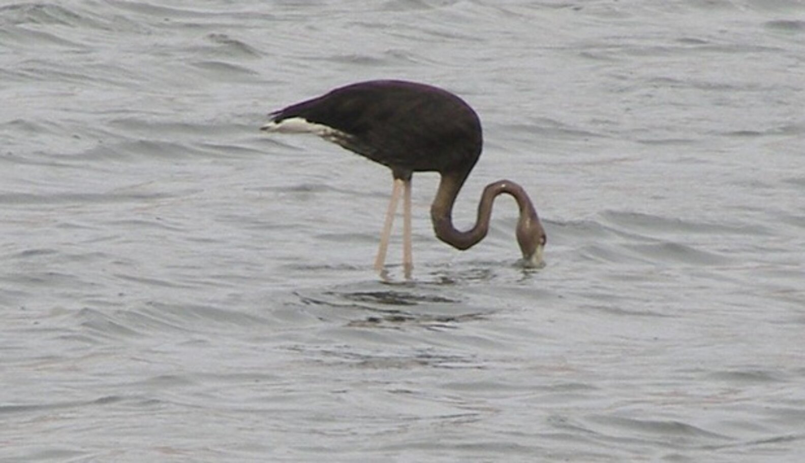 Black Is The New Pink For This Rare Flamingo - The Dodo