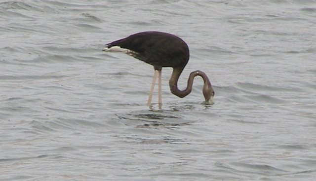 Black Is The New Pink For This Rare Flamingo - The Dodo