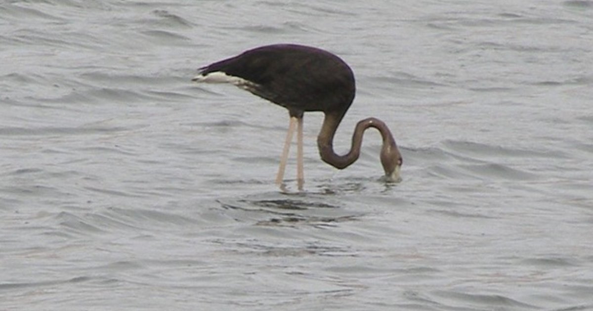 Black Is The New Pink For This Rare Flamingo - The Dodo