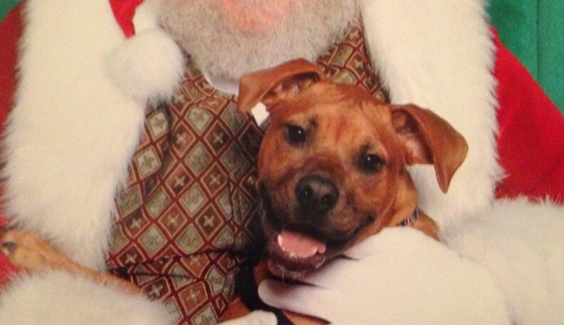 13 Dogs Who Are Totally OMGing About Meeting Santa Claus - The Dodo