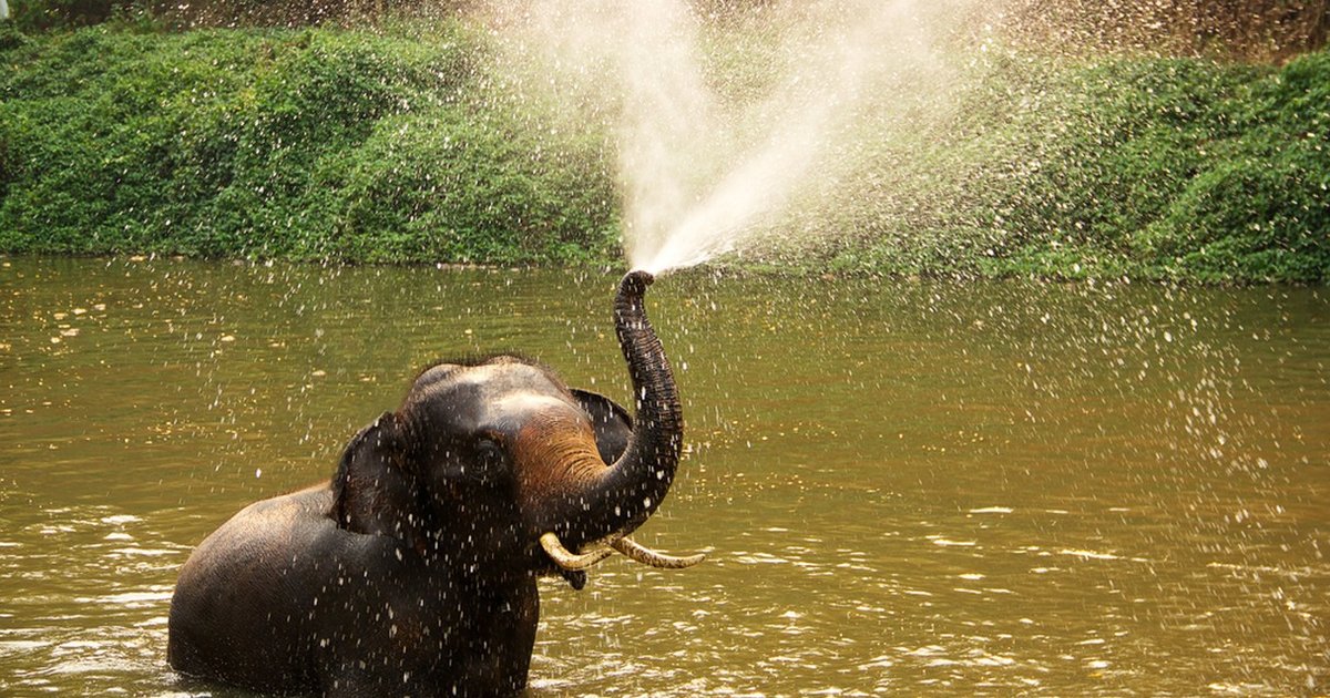 California Introduces Groundbreaking Bullhook Ban To Keep Elephant ...