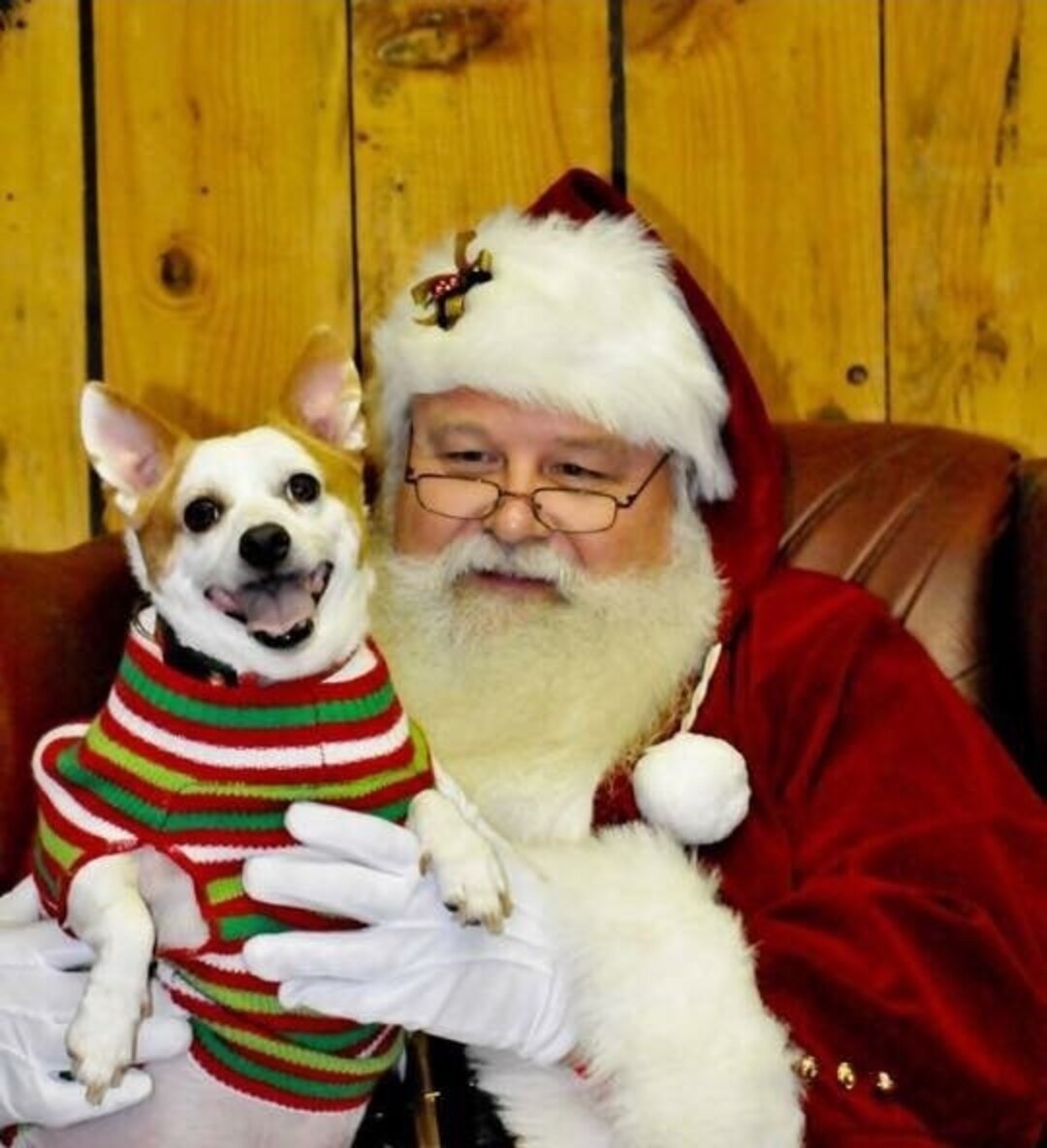 13 Dogs Who Are Totally OMGing About Meeting Santa Claus - The Dodo