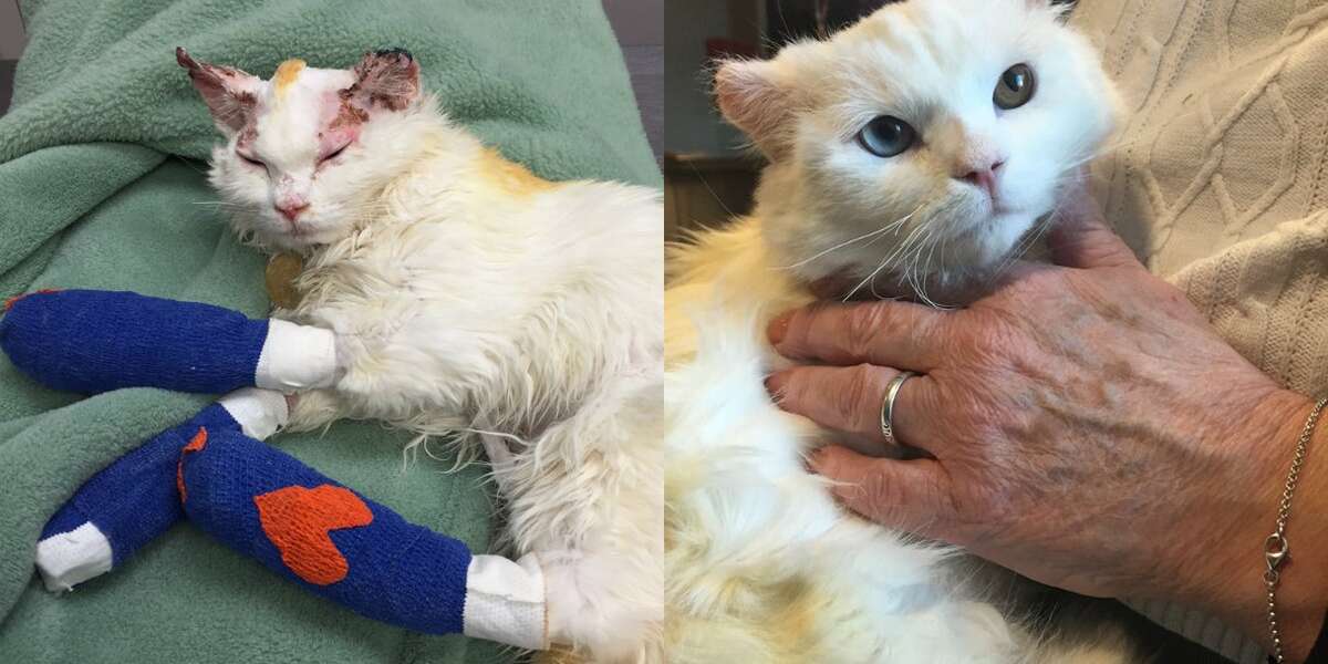 Cat Who Suffered Burns Finds Home With Fellow Survivor - The Dodo