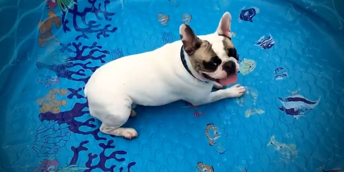 Bulldog Loves 'Swimming' In His Empty Pool - The Dodo