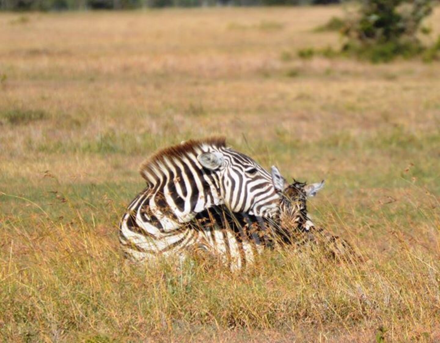 Brand-New Zebra Takes His First Wobbly Steps Into The World - The Dodo