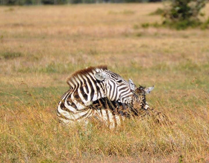 Brand-New Zebra Takes His First Wobbly Steps Into The World - The Dodo