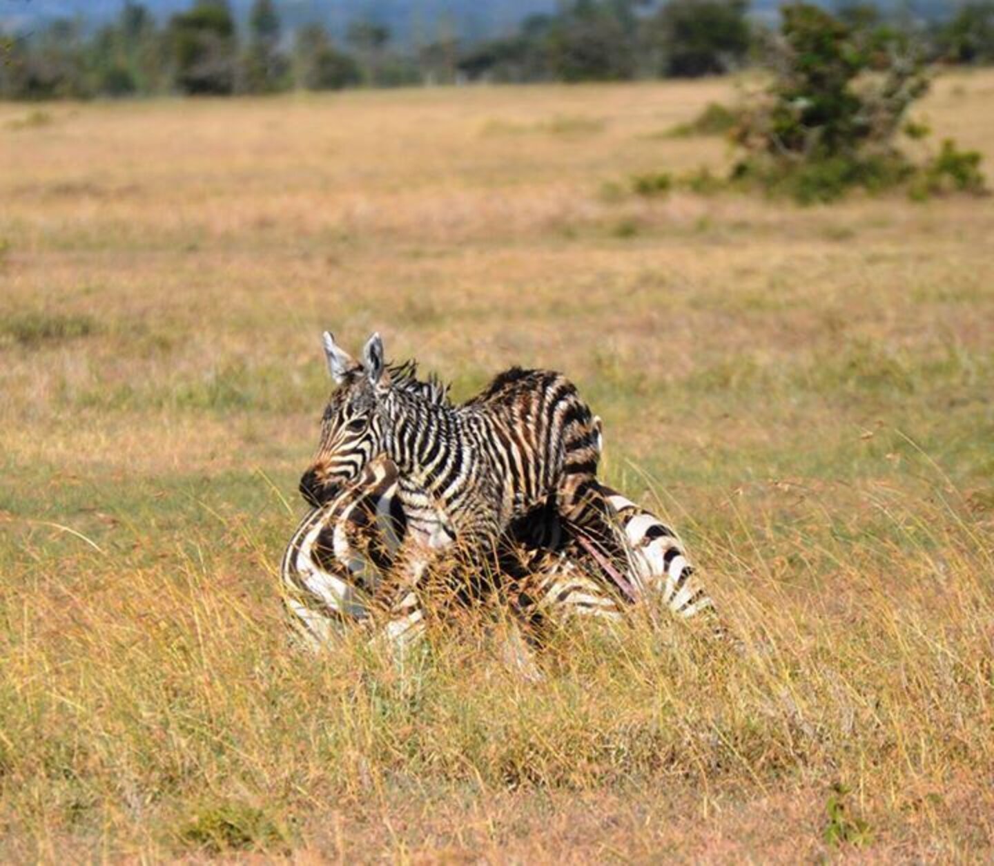 Brand-New Zebra Takes His First Wobbly Steps Into The World - The Dodo