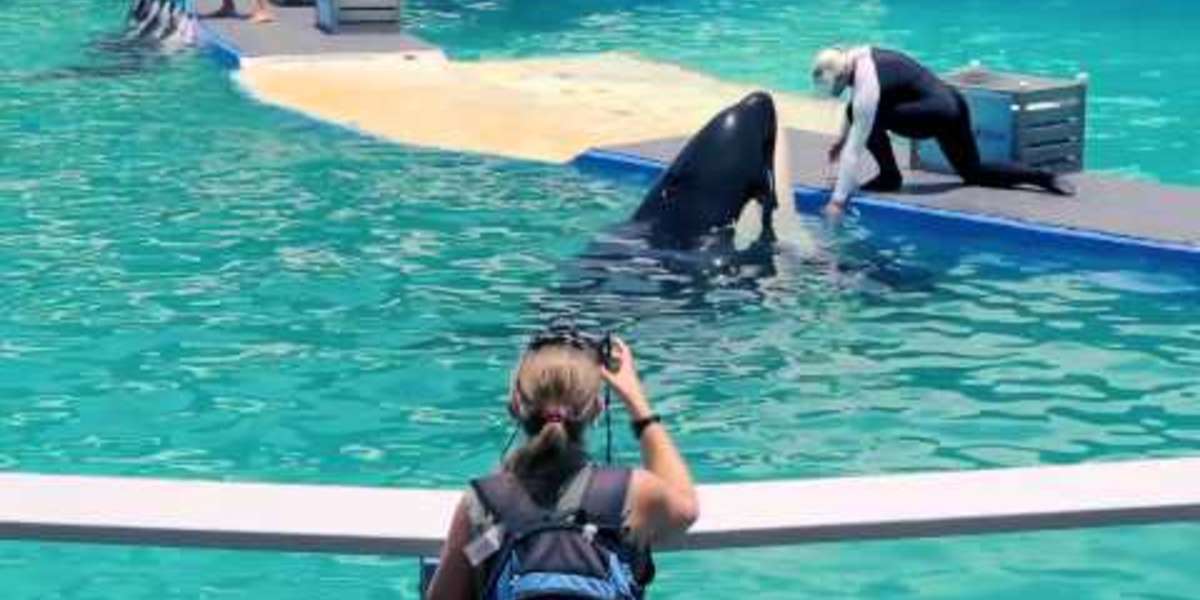 Lets not forget #blackfish Lolita alone in @MiamiSeaquarium pool that ...