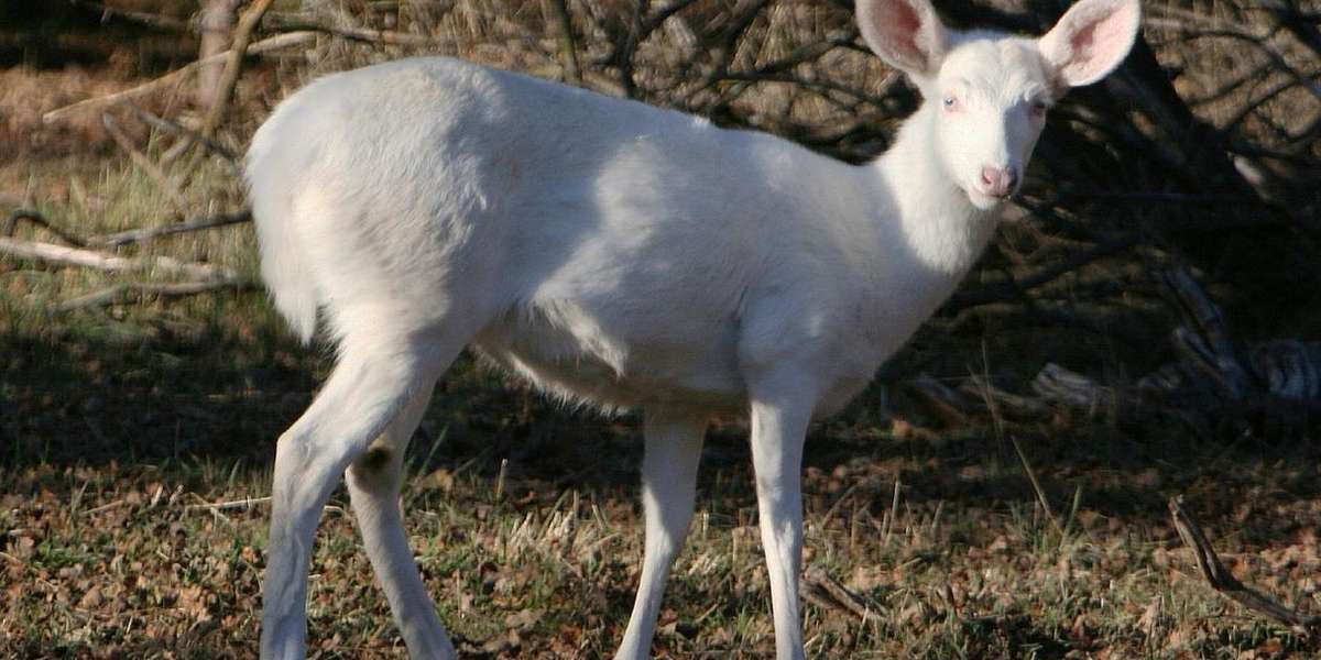 Hunter Encourages 11-Year-Old Son To Kill Rare Albino Deer (GRAPHIC ...