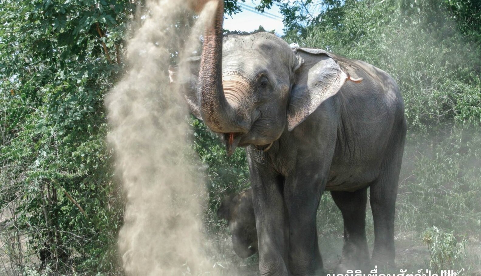 Touching Photos Show An Elephant Family That Was Nearly Torn Apart ...