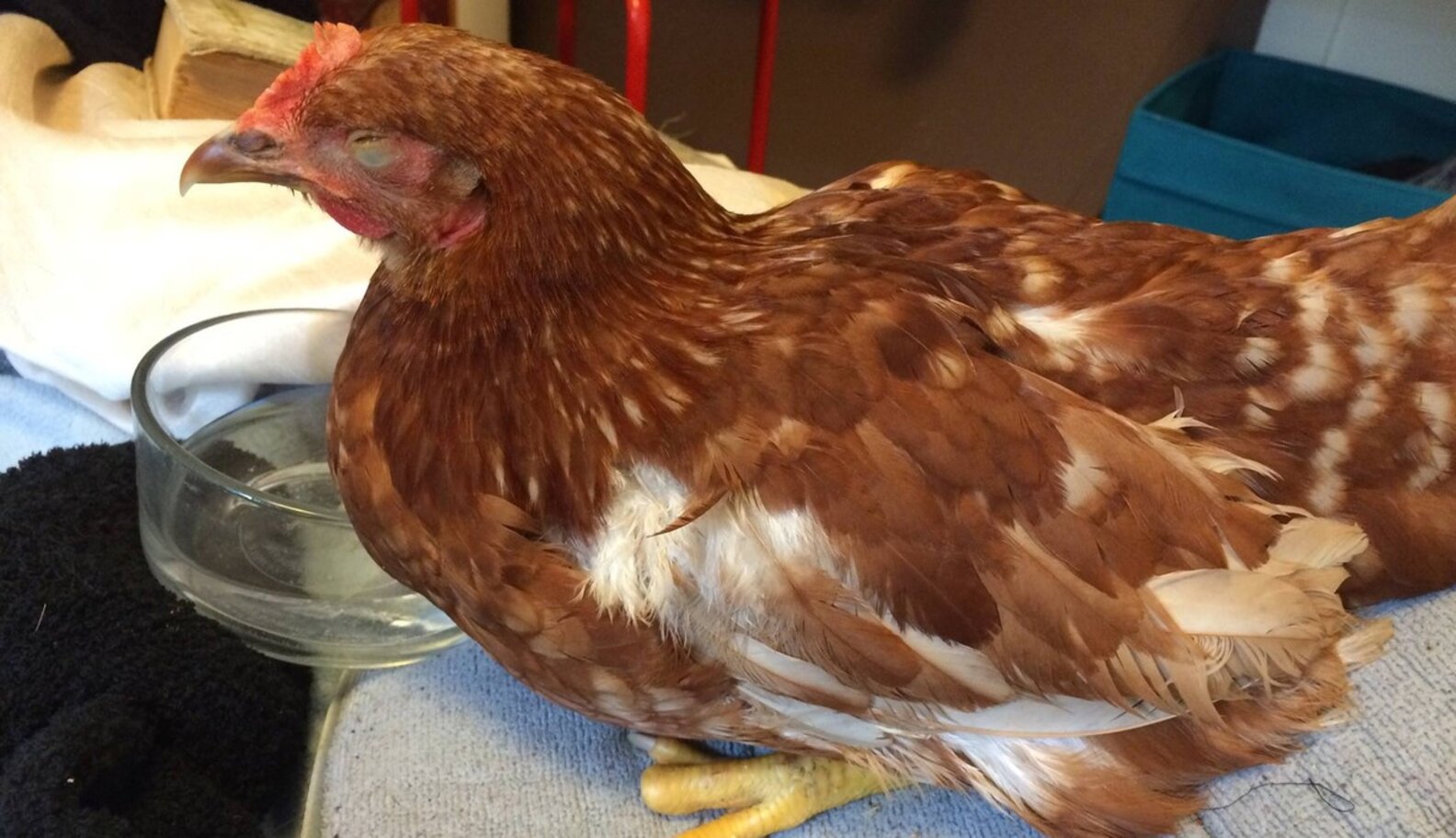 Chicken On Bed Rest Loves Watching Nature Shows - The Dodo