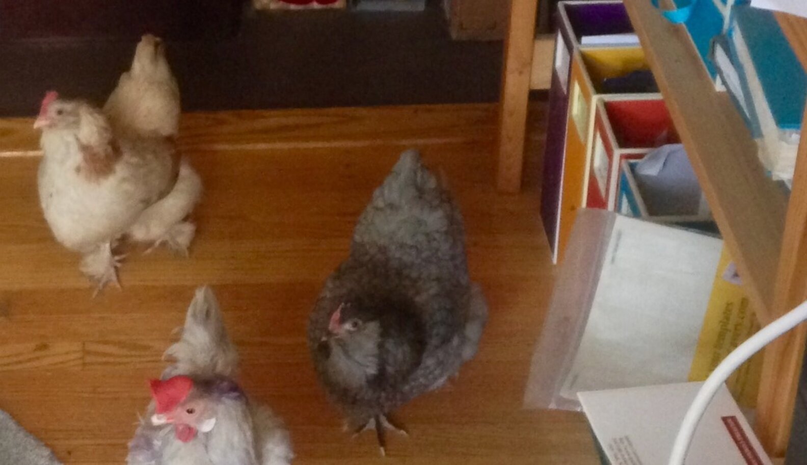 Chicken On Bed Rest Loves Watching Nature Shows - The Dodo