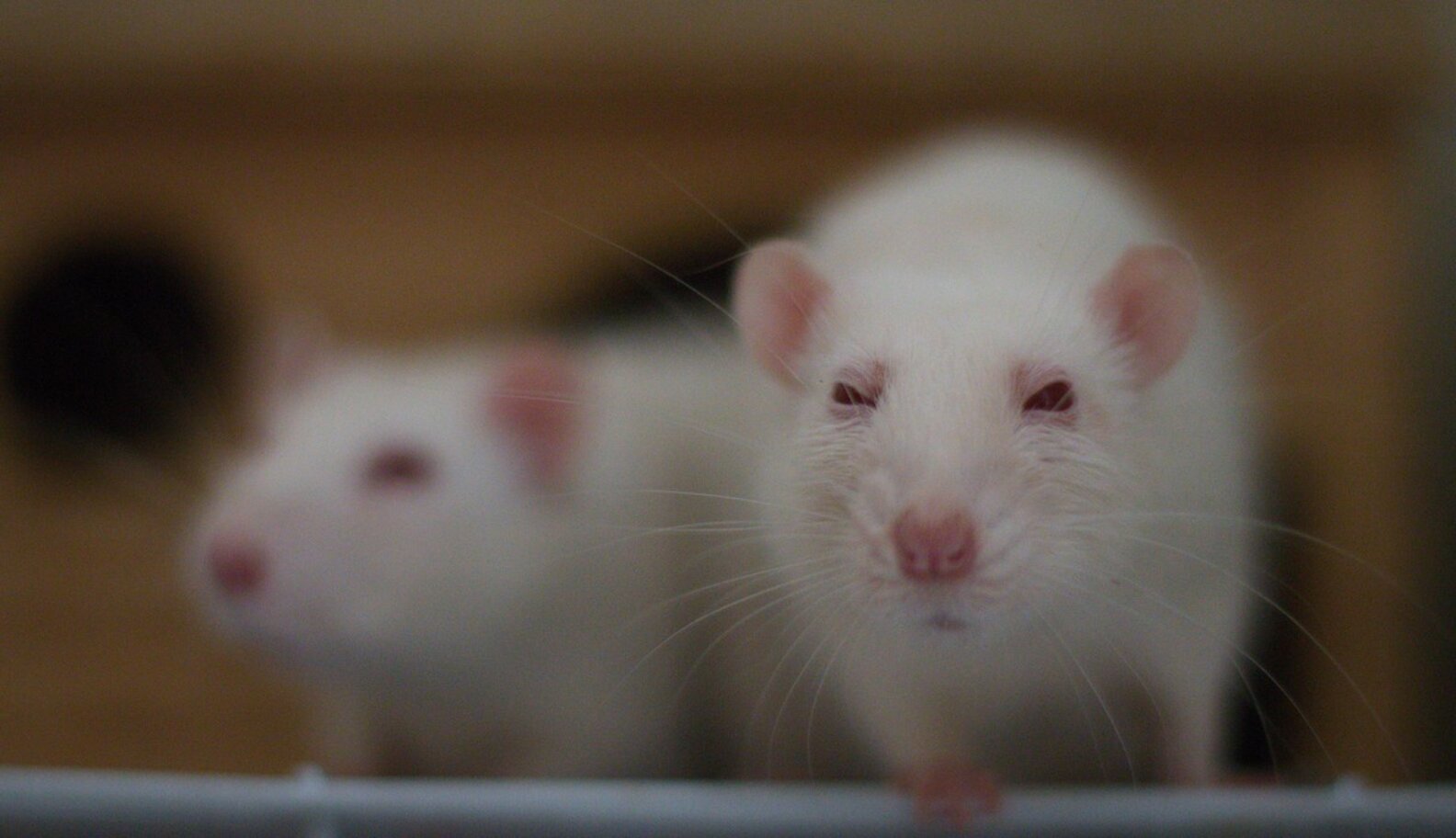 Rats Or Mice: Has Animal Testing Become More Humane? - The Dodo