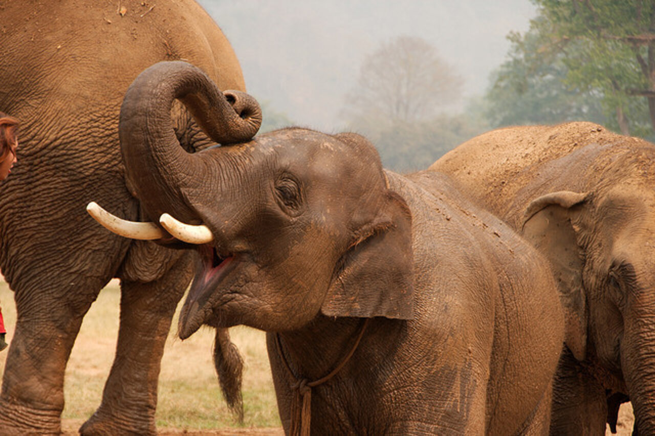 8 Heartless Moves By The Worst Animal Villain In Congress - The Dodo