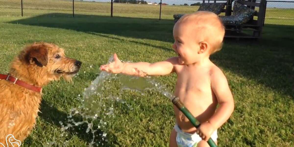 WATCH: Babies Spraying Dogs With Hoses - The Dodo
