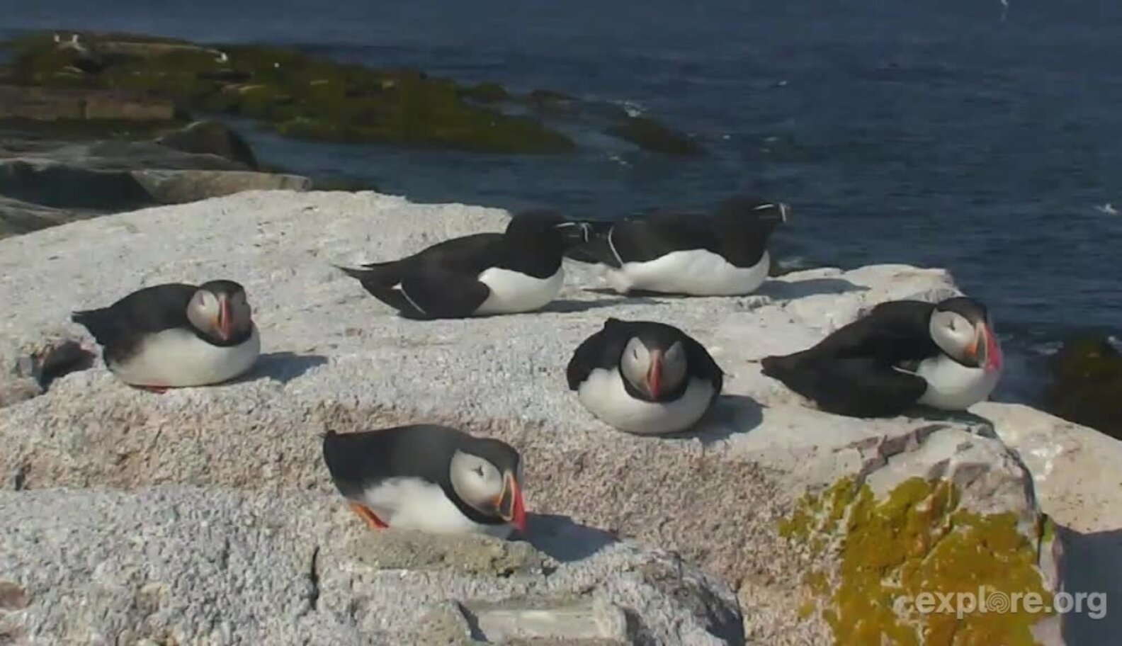 The 16 Best Moments From The World's Best Live Cam Ever: Enter The ...