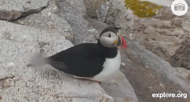 The 16 Best Moments From The World's Best Live Cam Ever: Enter The ...