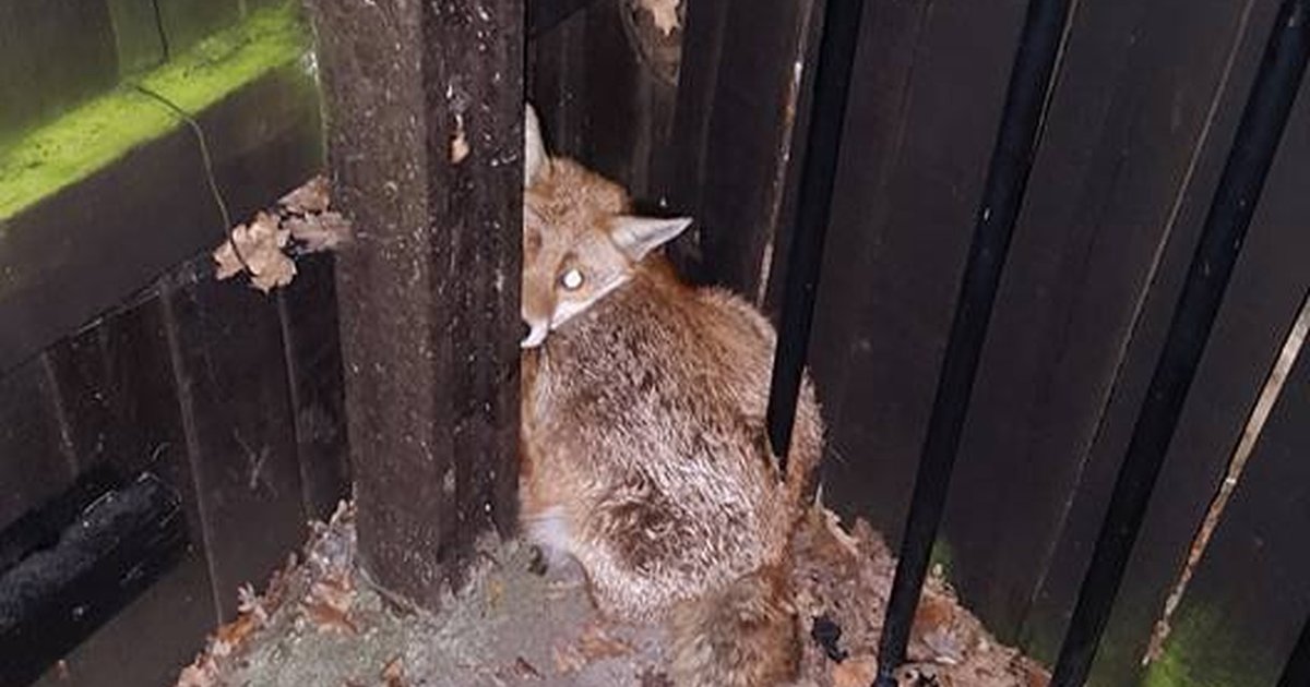 Terrified Fox Tormented By Group Of Cruel Teenagers - The Dodo