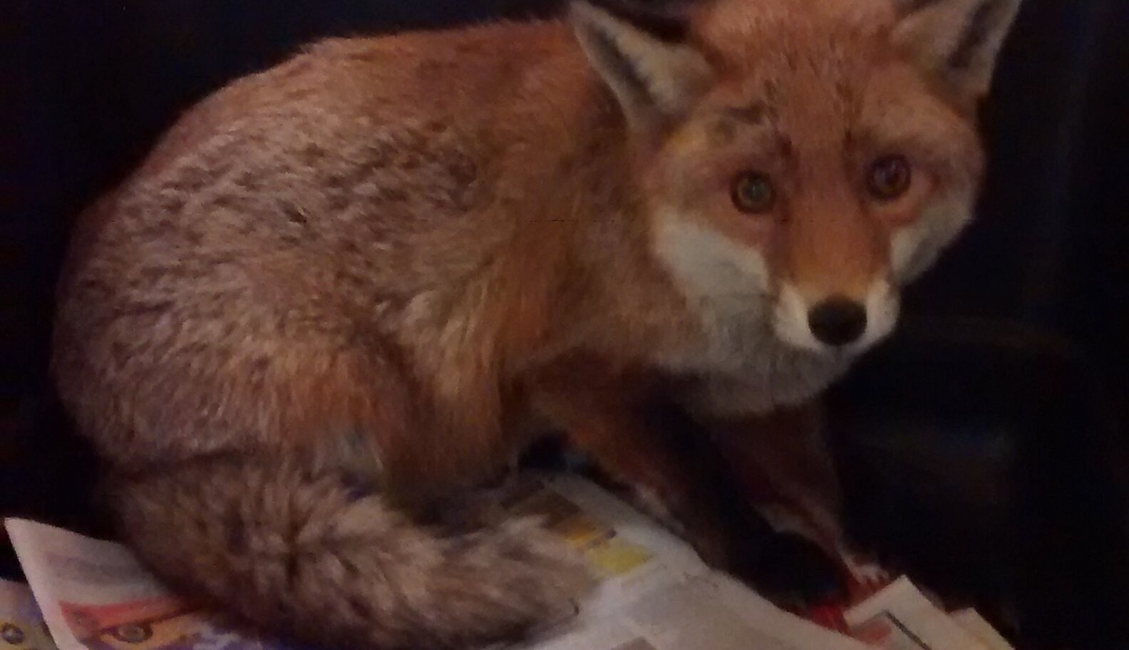 Terrified Fox Tormented By Group Of Cruel Teenagers - The Dodo
