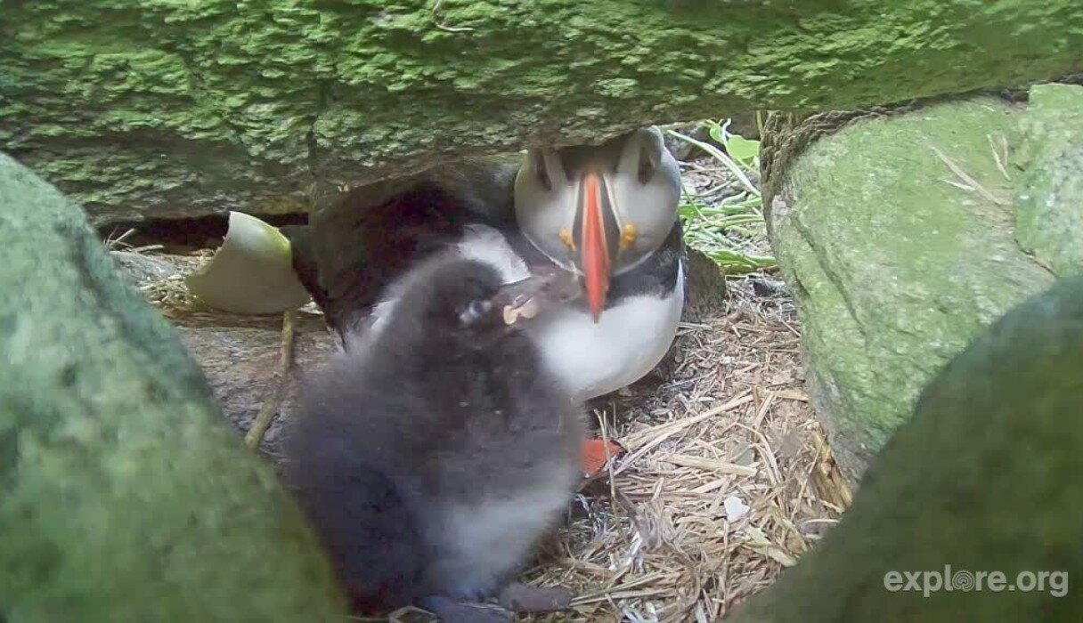 The 16 Best Moments From The World's Best Live Cam Ever: Enter The ...